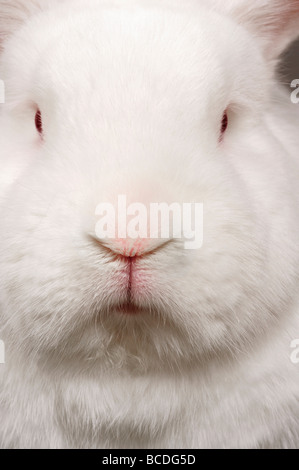 Close up of a large New Zealand White rabbit Stock Photo - Alamy