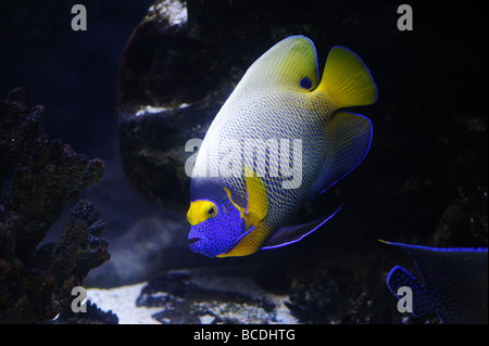 Majestic angel (Pomacanthus navarchus) in a Moscow Zoo aquarium Stock ...