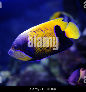 Majestic angel (Pomacanthus navarchus) in a Moscow Zoo aquarium Stock ...