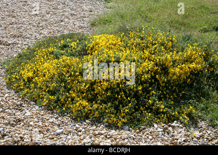 Petty Whin, Genista angelica, Fabaceae. A British Wild Flower Growing ...