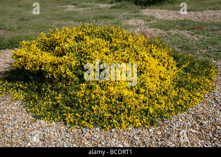 Petty Whin, Genista angelica, Fabaceae. A British Wild Flower Growing ...