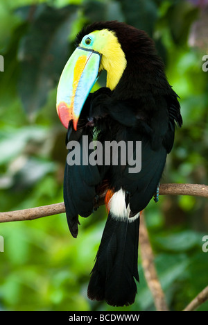 Toco toucan (Ramphastos toco) sitting in the dense foliage of a tree ...