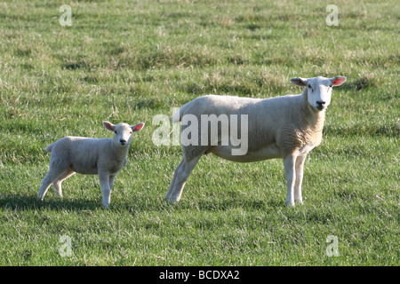Sheep and Lamb in field, Corfe Castle, Dorset, England Stock Photo - Alamy