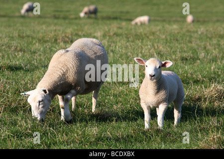 Sheep and Lamb in field, Corfe Castle, Dorset, England Stock Photo - Alamy