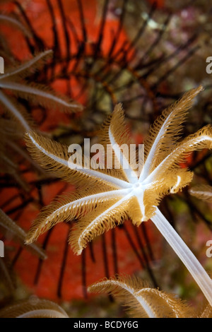 This Clove Polyp, Glove Polyp or Waving Hand Polyp forms part of a ...