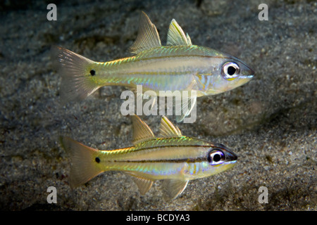 Seale's cardinalfish (Apogon sealei), or cheek- bar cardinalfish ...