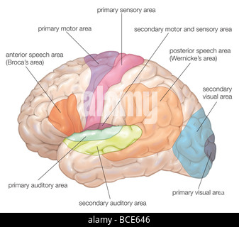 Illustration of the functional areas of the cerebral cortex Stock Photo ...