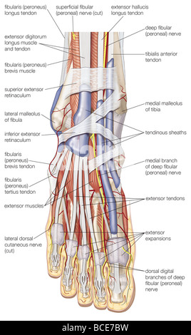 Illustration of the extensor digitorum muscles Stock Photo - Alamy