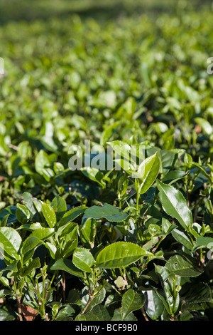 India, West Bengal, Darjeeling, Arya Tea Estate, Women tea picking ...