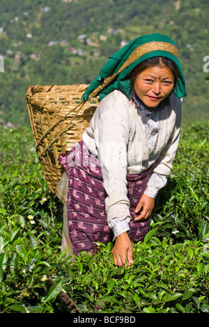 India, West Bengal, Darjeeling, Arya Tea Estate Stock Photo - Alamy