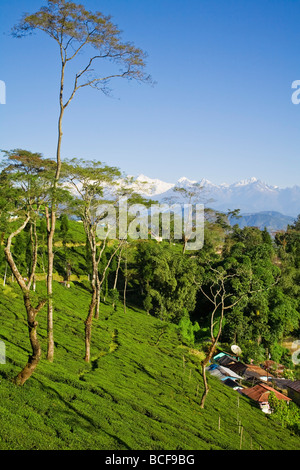 India, West Bengal, Darjeeling, Tukvar Tea Estate Stock Photo - Alamy