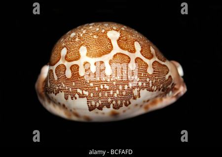 Map Cowrie Shell, Cypraea mappa, night dive, Nudi Falls dive site ...