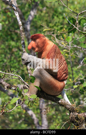 Proboscis Monkey, Sarawak Stock Photo - Alamy