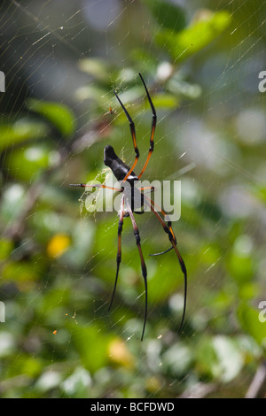 Seychelles, Praslin Island, Seychelles spider (Nephila inaurata Stock ...