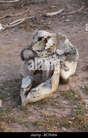 Skull of an elephant with a close up of the teeth Stock Photo - Alamy