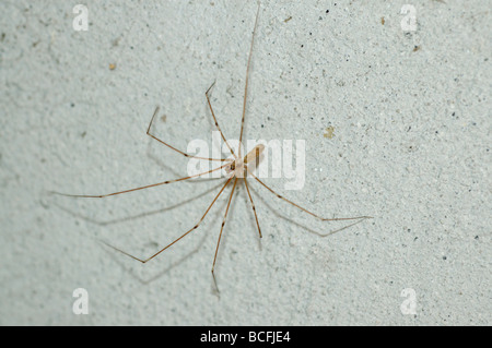 Daddy longlegs spider (Pholcus phalangioides) with fungus. The corpse ...