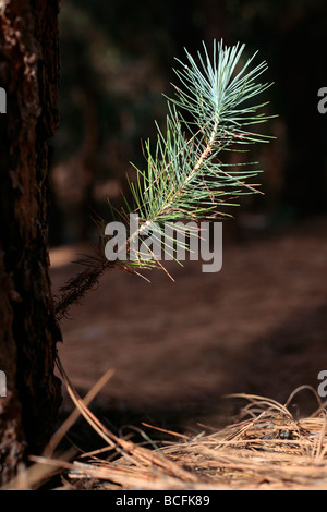 Canarian pine, pinus canariensis in the Corona Forestal Nature Park ...