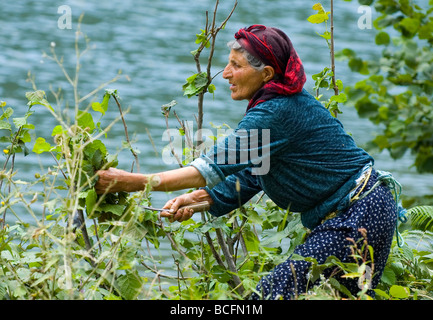 Turkish woman working in the field Stock Photo - Alamy