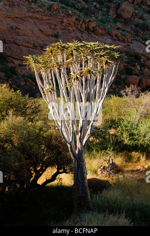 Cactus in Namibia Stock Photo - Alamy