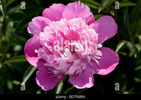 Paeonia lactiflora 'Edulis Superba' Stock Photo - Alamy