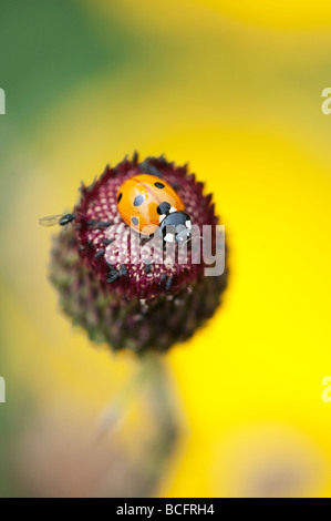 Selective focus of a red beetle on a green plant leaf on a blurred ...