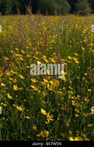 Buttercups in pasture Stock Photo - Alamy