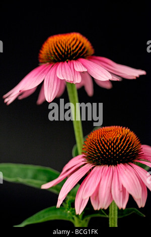 A vertical shot of beautiful daisies against the black background Stock ...