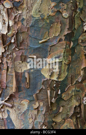 Acer Griseum, Chinese Paperbark Maple Stock Photo: 50606101 - Alamy