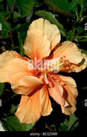 Peach colored double hibiscus flower and bud Stock Photo - Alamy