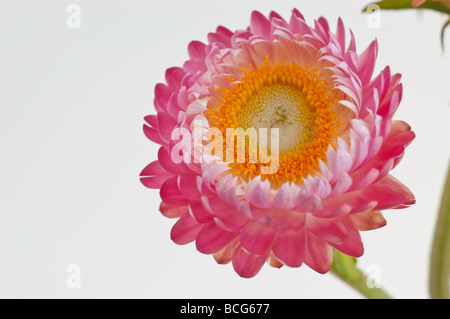 Single strawflower bloom on white background Stock Photo - Alamy