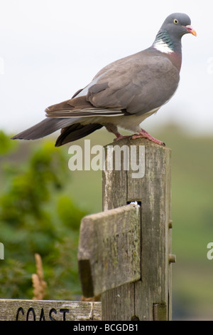 Pigeon on a post Stock Photo - Alamy
