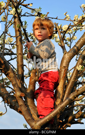 8 years old boy climbing high tree in the park. Overcoming the fear of ...