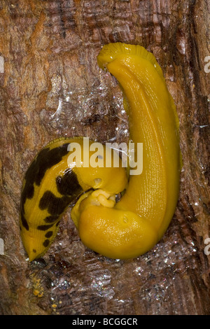 Bright yellow banana slug (Ariolimax sp.) crawling over a rock in ...