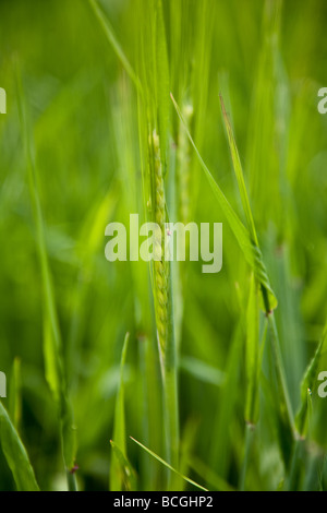 Spring Barley in Early June Stock Photo - Alamy