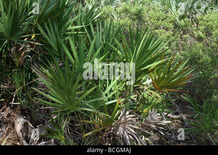 Saw palmetto (Serenoa repens) native plant to Central Florida Stock ...