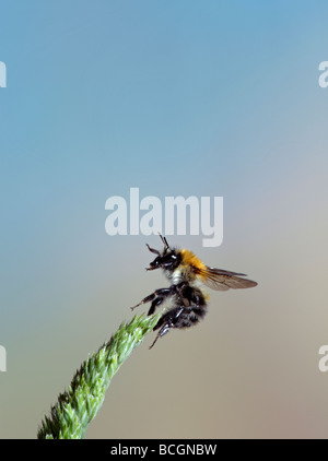 Bumble bee taking off from Sunflower blossom Stock Photo - Alamy