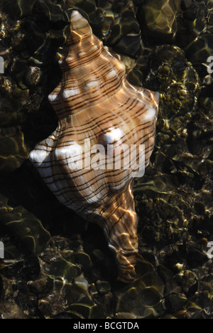 Trapezium Horse Conch / Striped Fox Conch seashell (Pleuroploca ...