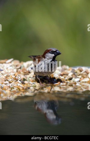 House Sparrow (Passer domesticus) drinking from a solar powered water ...
