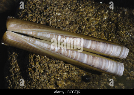 Pod Razor Shell Stock Photo - Alamy