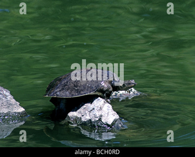 softshell turtle in Golden Gate Park San Francisco California Stock ...