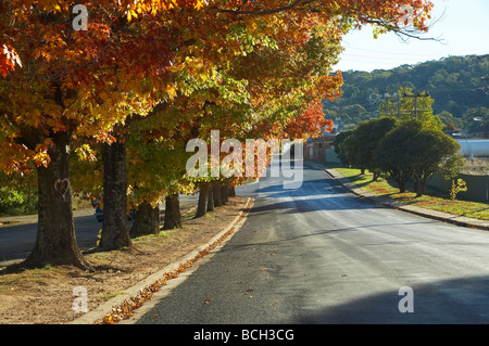 Autumn Colour Memorial Avenue Batlow Snowy Mountains New South Wales ...