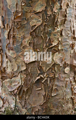 Chinese Paper Bark Maple 'Acer Griseum'. Bark detail Stock Photo - Alamy