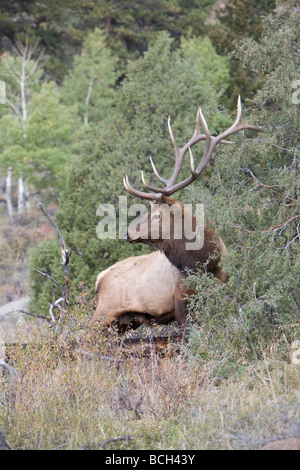 Elk bugling in Estes Park, Colorado in the fall Stock Photo - Alamy