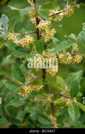 Elaeagnus tree, flower and leaf. Elaeagnus trees in the garden Stock ...