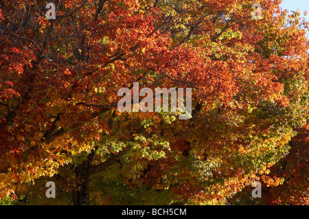 Autumn Colour Memorial Avenue Batlow Snowy Mountains New South Wales ...