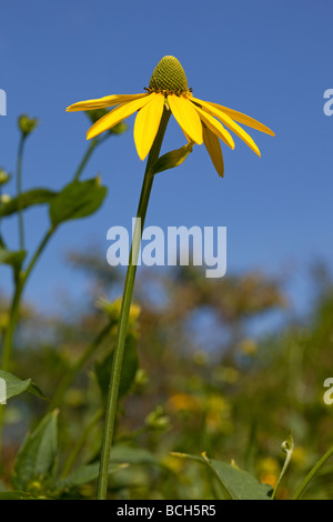 rudbeckia herbstonne yellow flower blue sky late summer autumn fall ...
