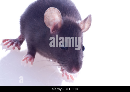 rat close-up isolated on white background, rat on new year and ...