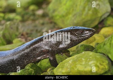 Endemic Malpelo Anguid Lizard Diploglossus millepunctatus Malpelo Stock ...