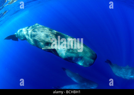 Sperm Whale Physeter catodon Azores Atlantic Ocean Portugal Stock Photo ...
