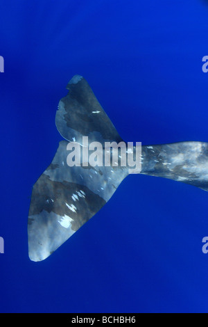 Sperm Whale Physeter catodon Azores Atlantic Ocean Portugal Stock Photo ...